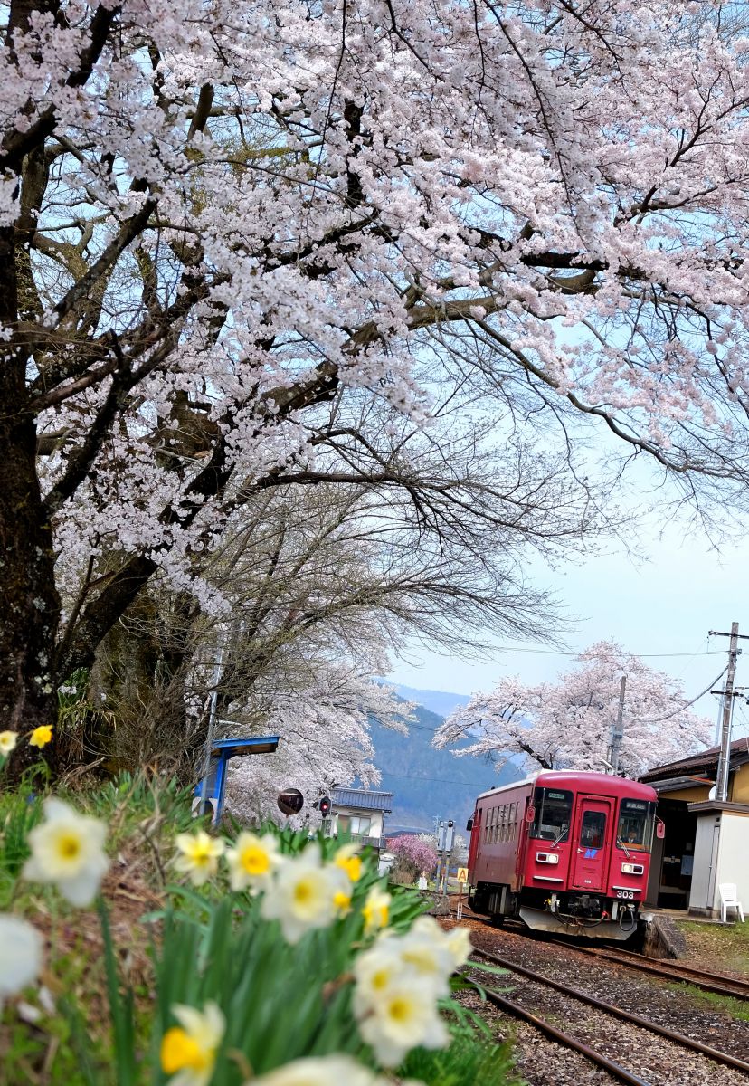 花満開長鉄 | GANREF