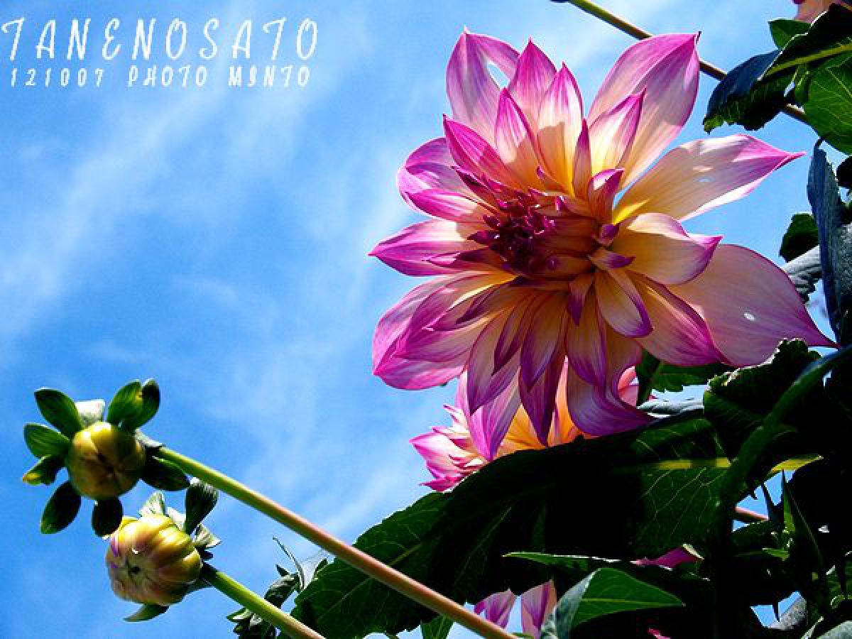 12100801.jpg | GANREF