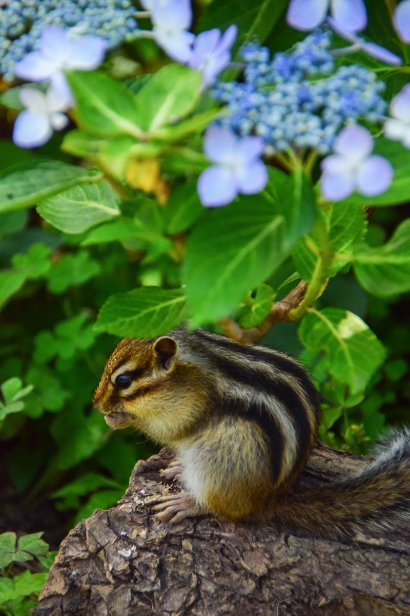 ちょっと雨宿り | GANREF