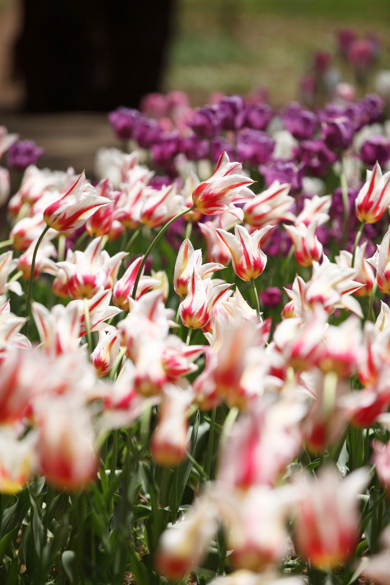 Dancing Tulip | GANREF