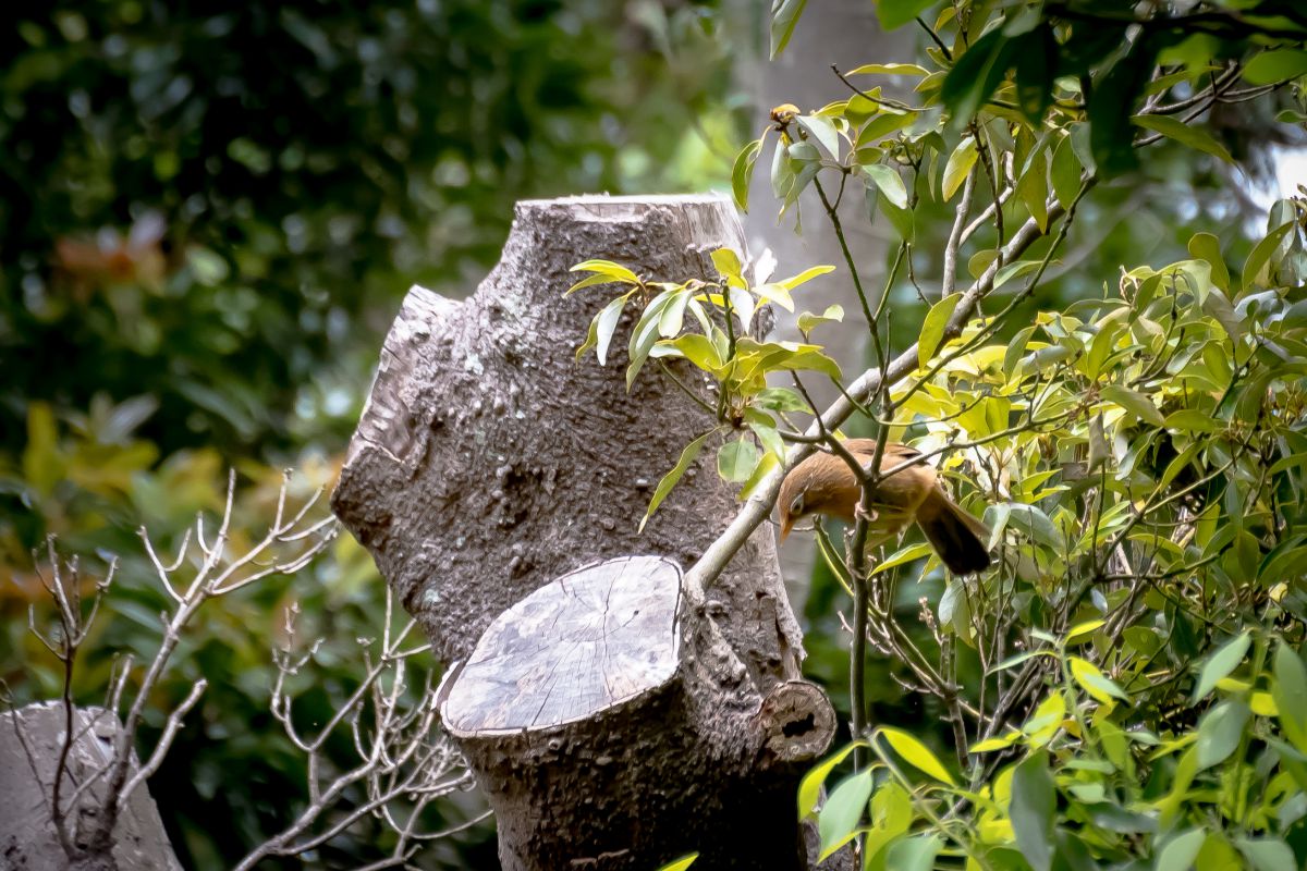 ガビチョウ | GANREF