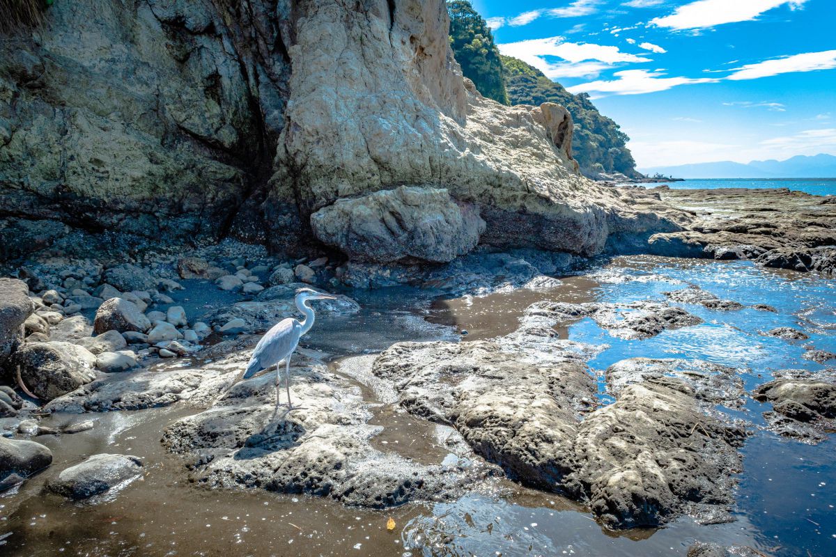 Perspective | GANREF