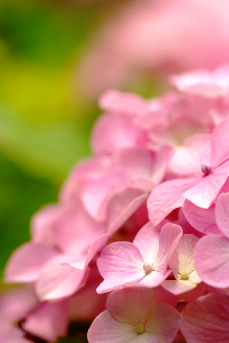 Hydrangea 4 | GANREF