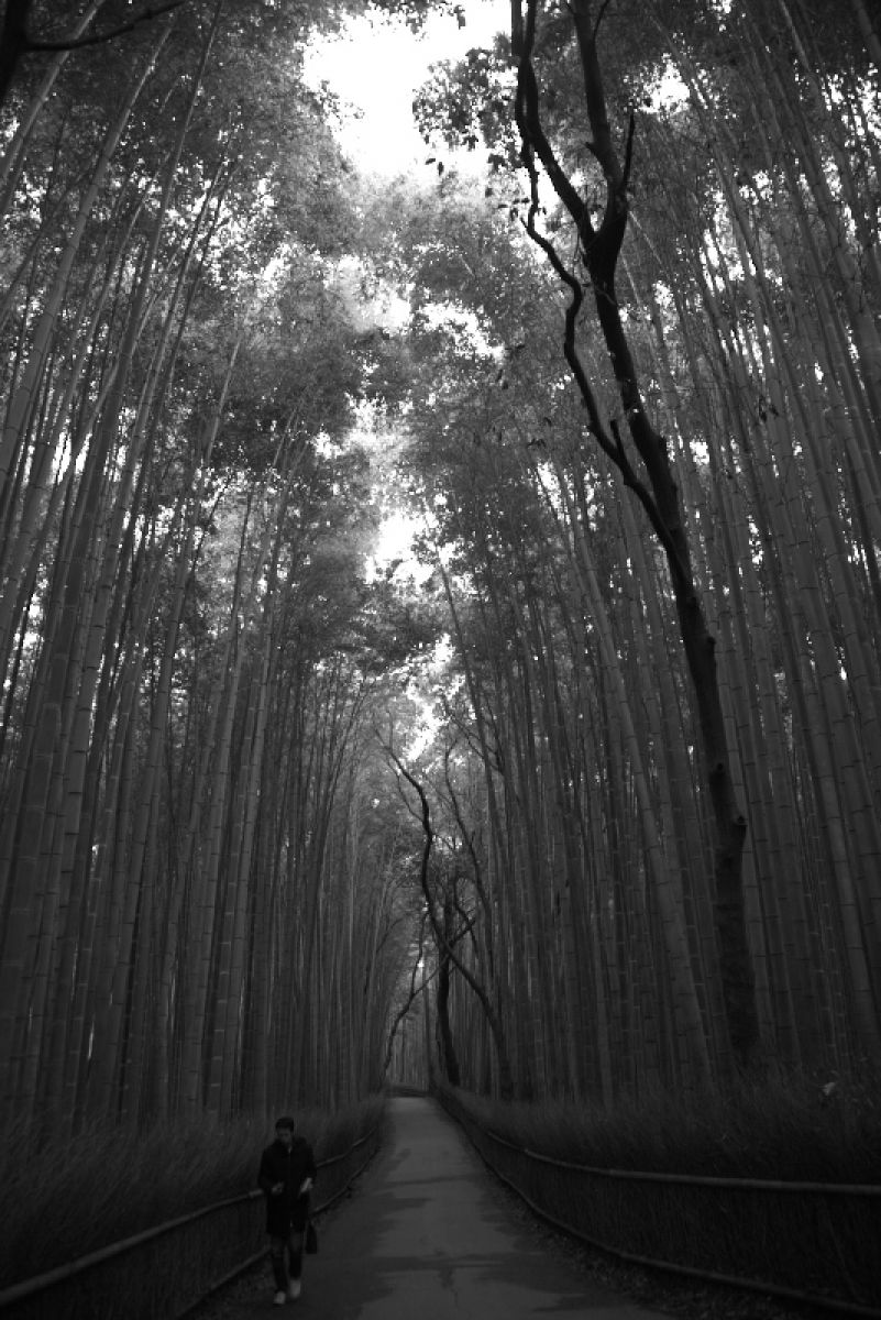 More Bamboo | GANREF