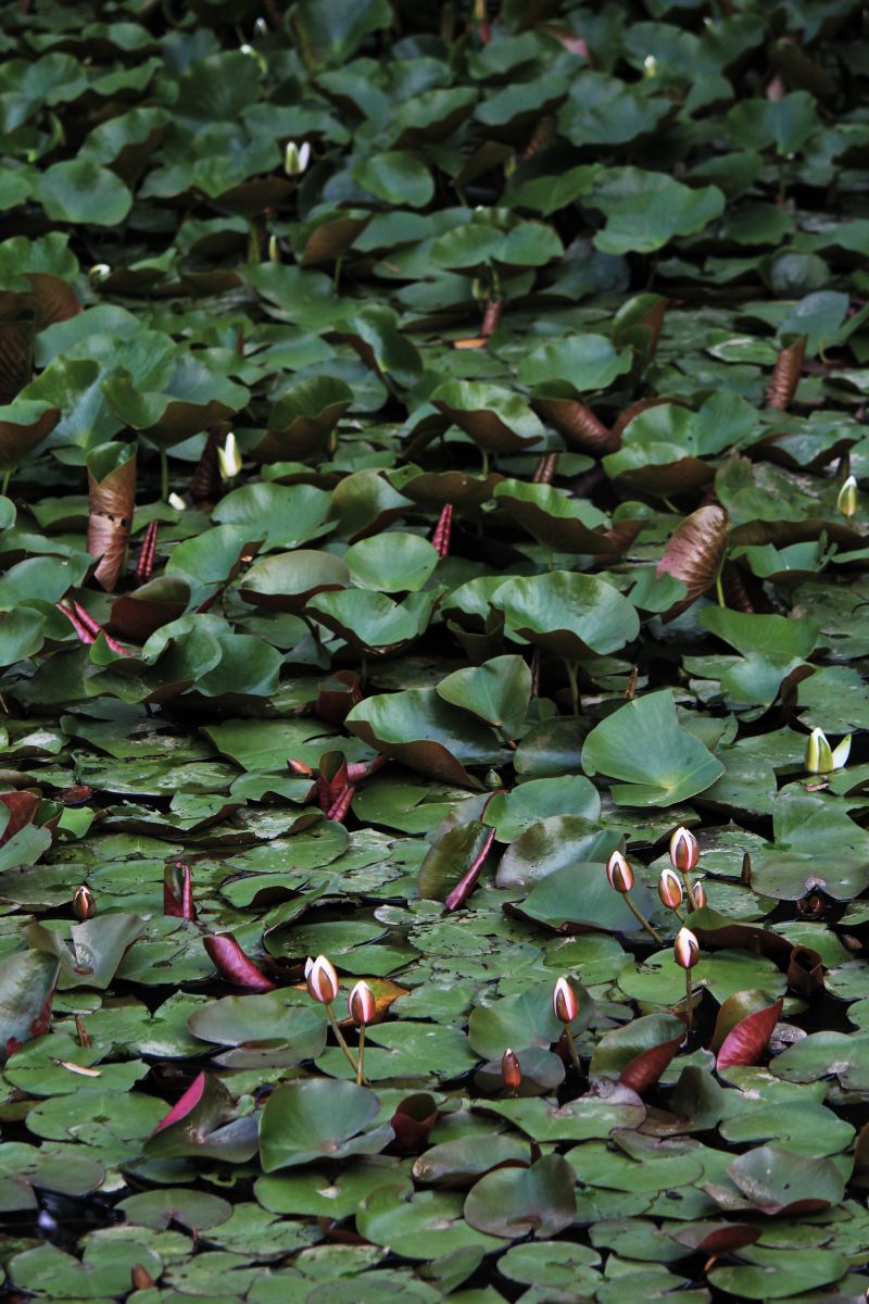 2015 初夏 | GANREF