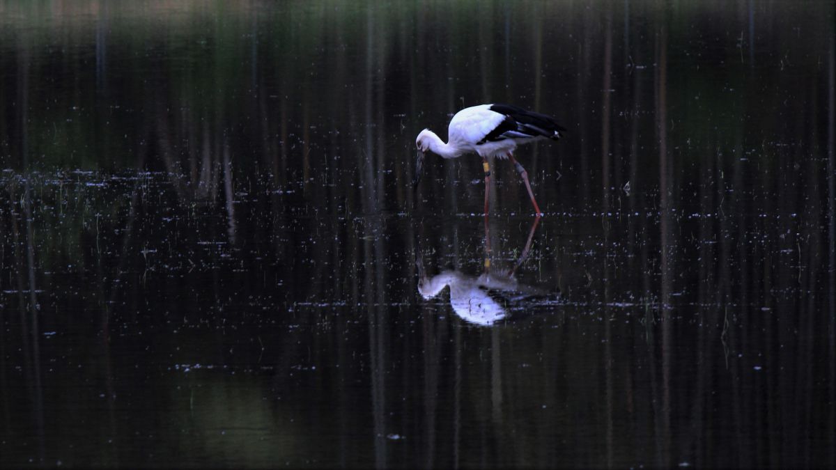kosihikari fields forever | GANREF