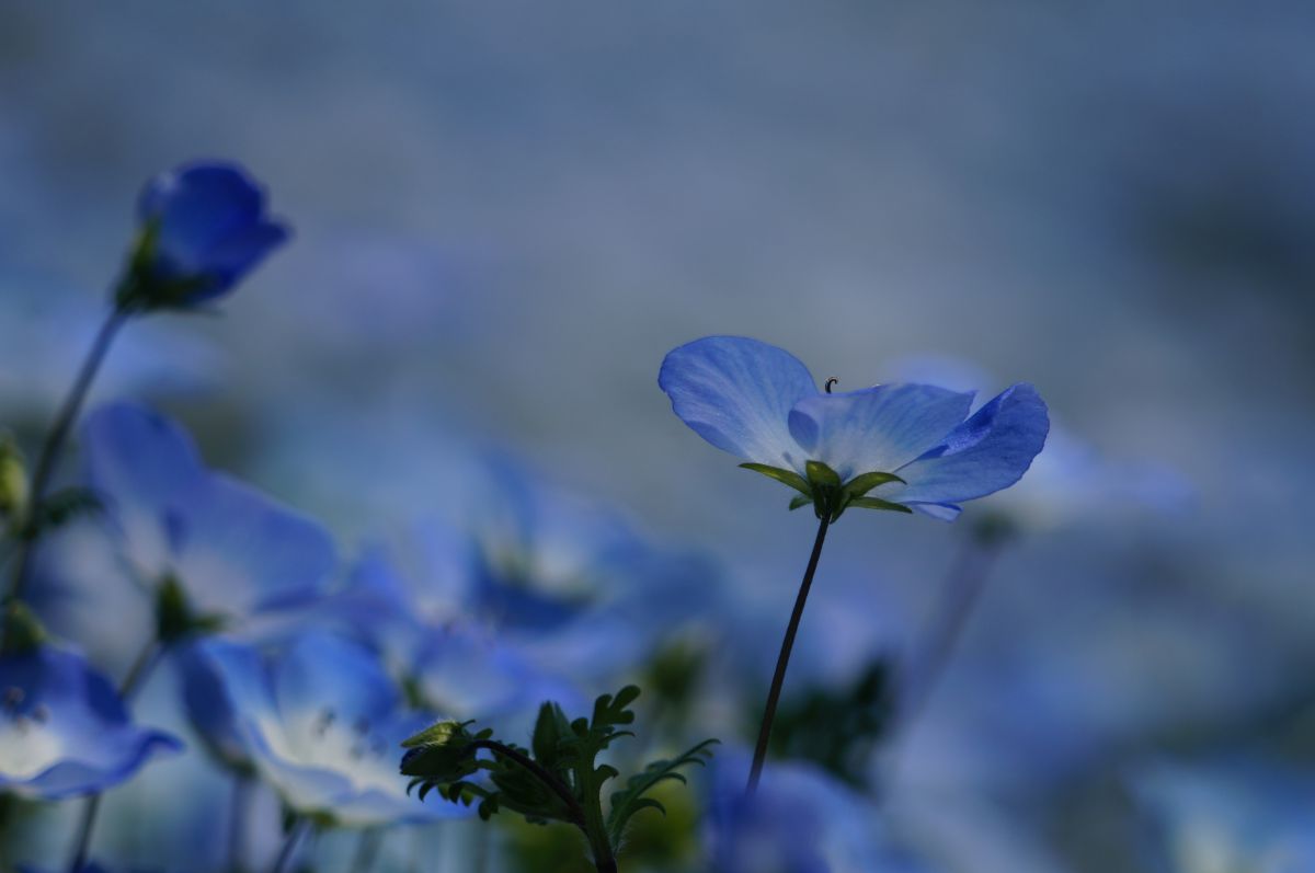4ヶ月ぶりのネモフィラ | GANREF
