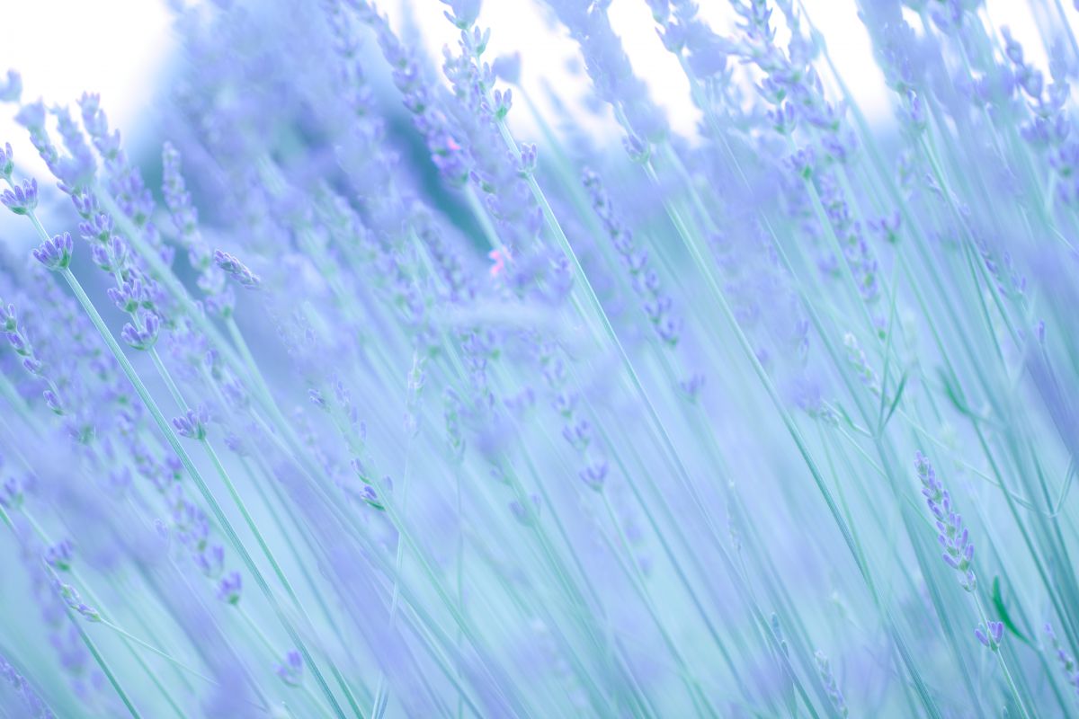 お花 part.2 | GANREF