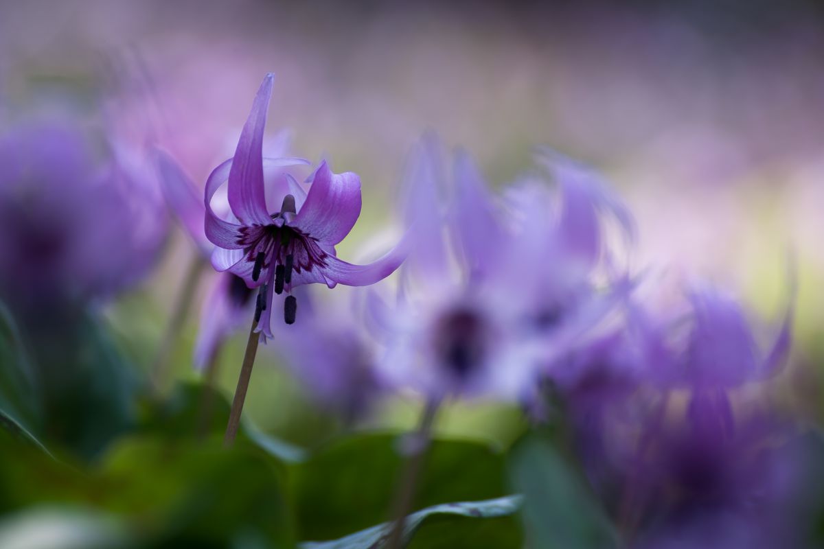 妖精の語り | GANREF