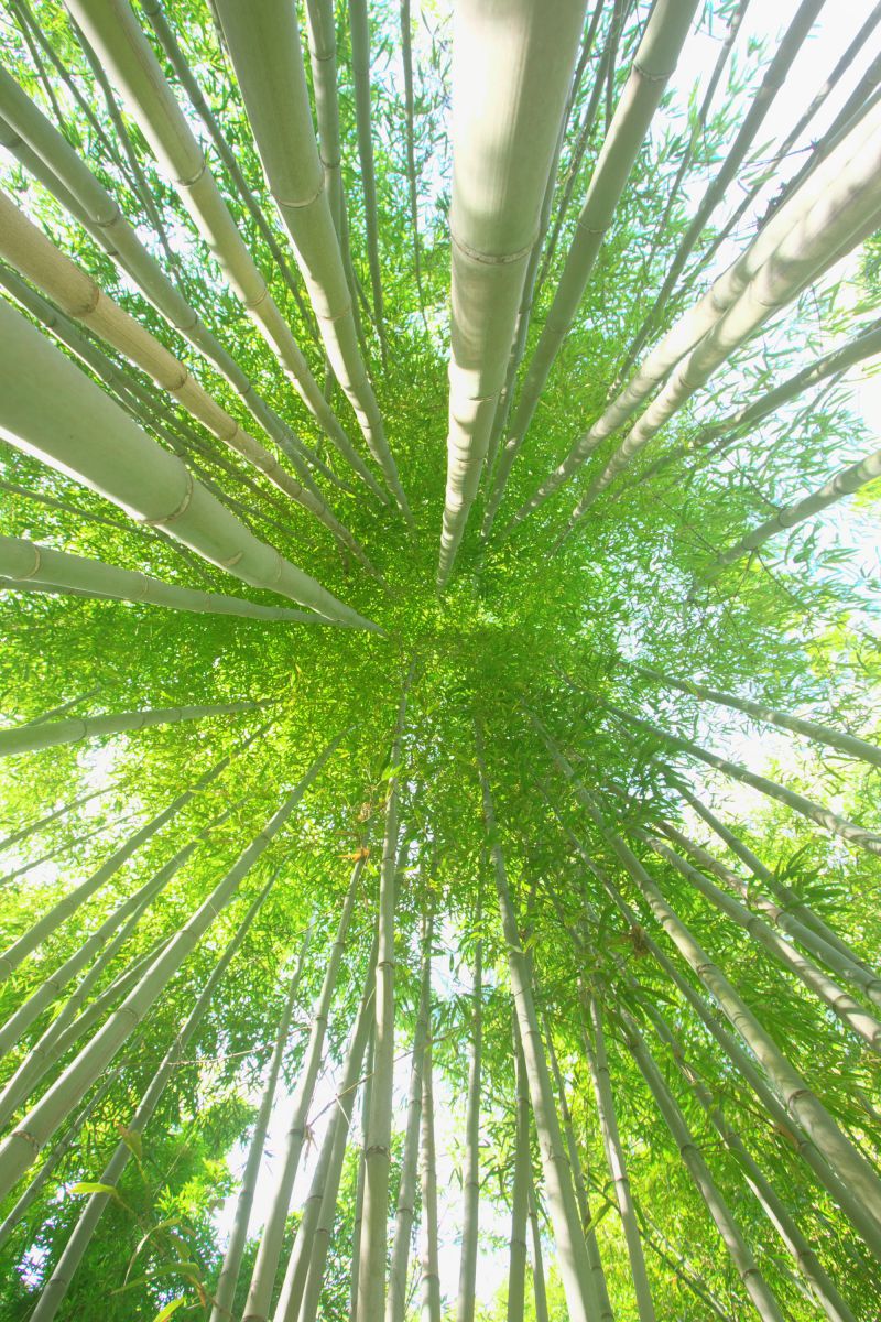 bamboo jungle | GANREF