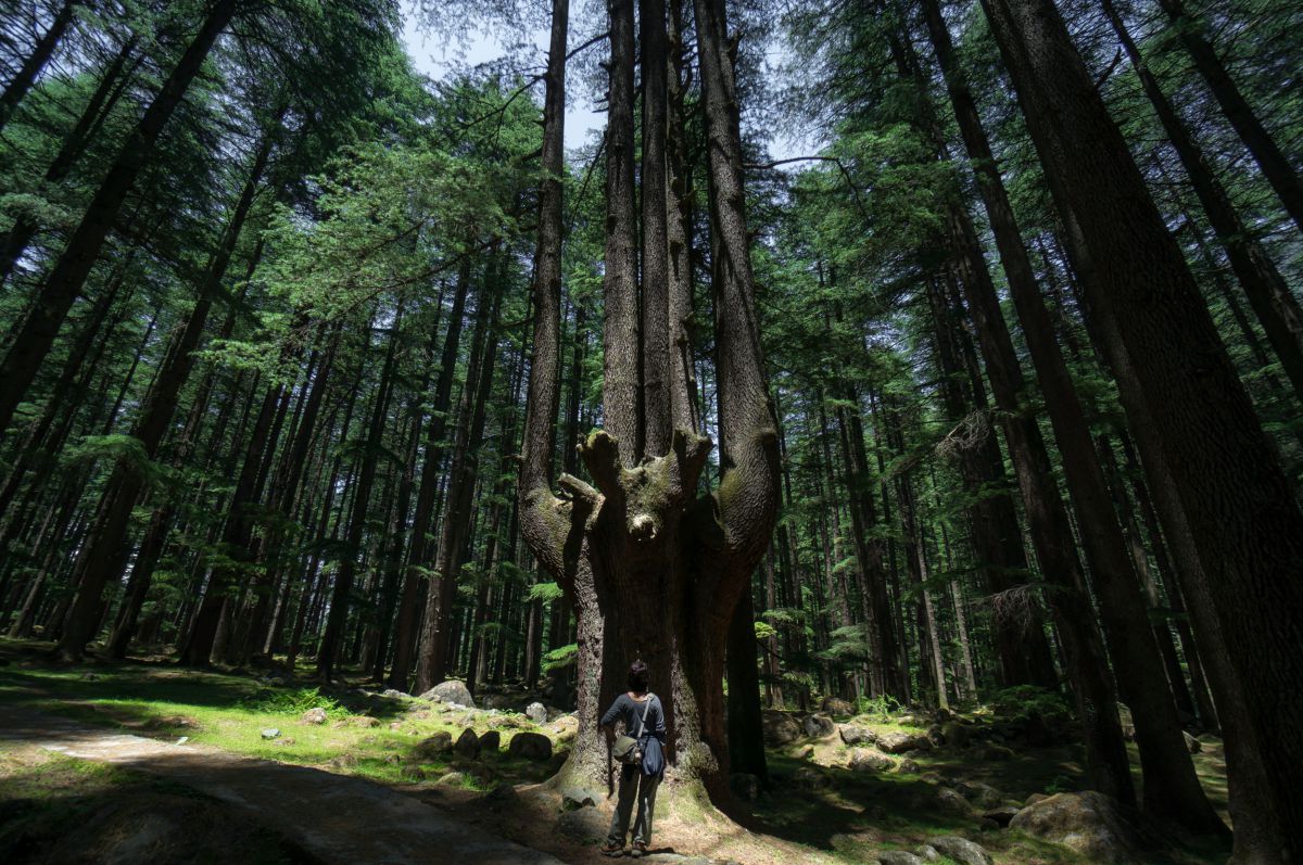 Himalayan Cedar | GANREF