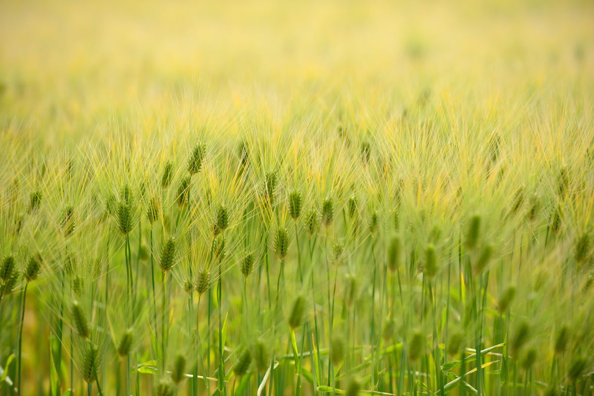 ビールの季節 | GANREF