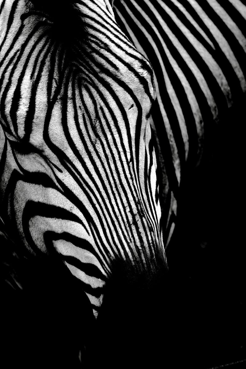 zebra | GANREF