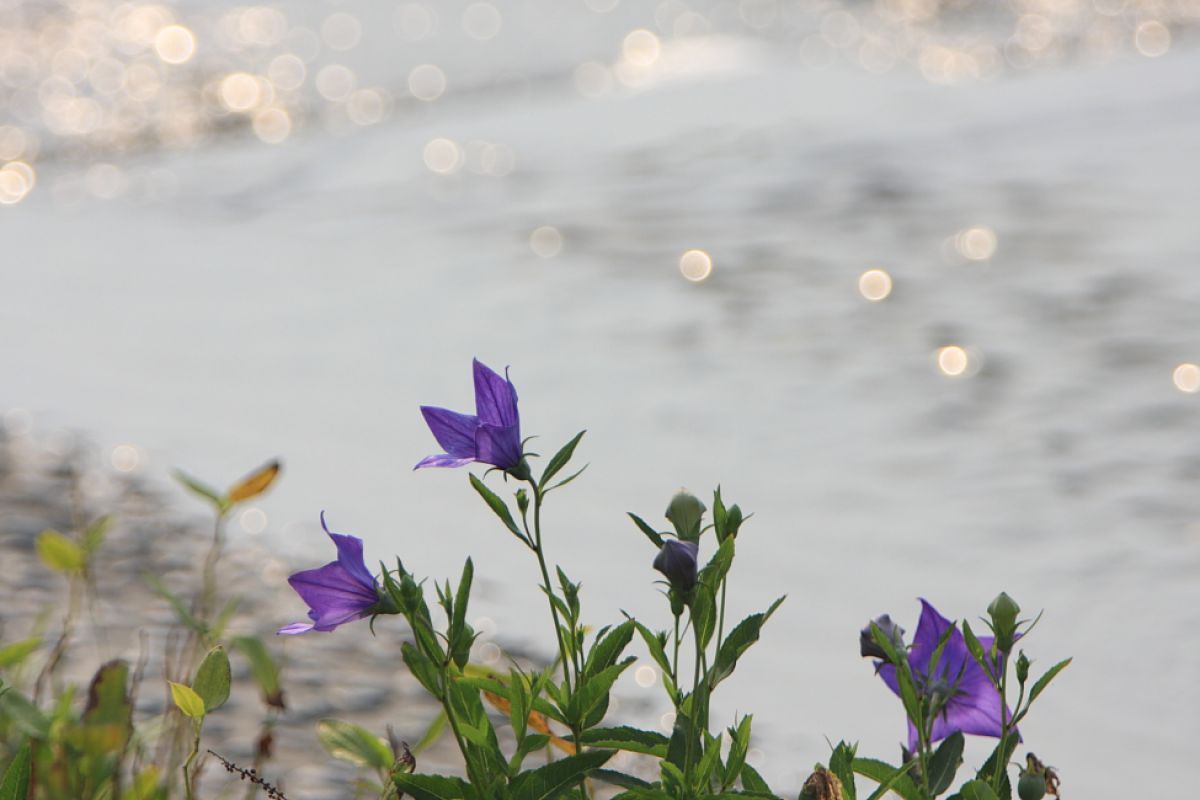 人恋しくて | GANREF