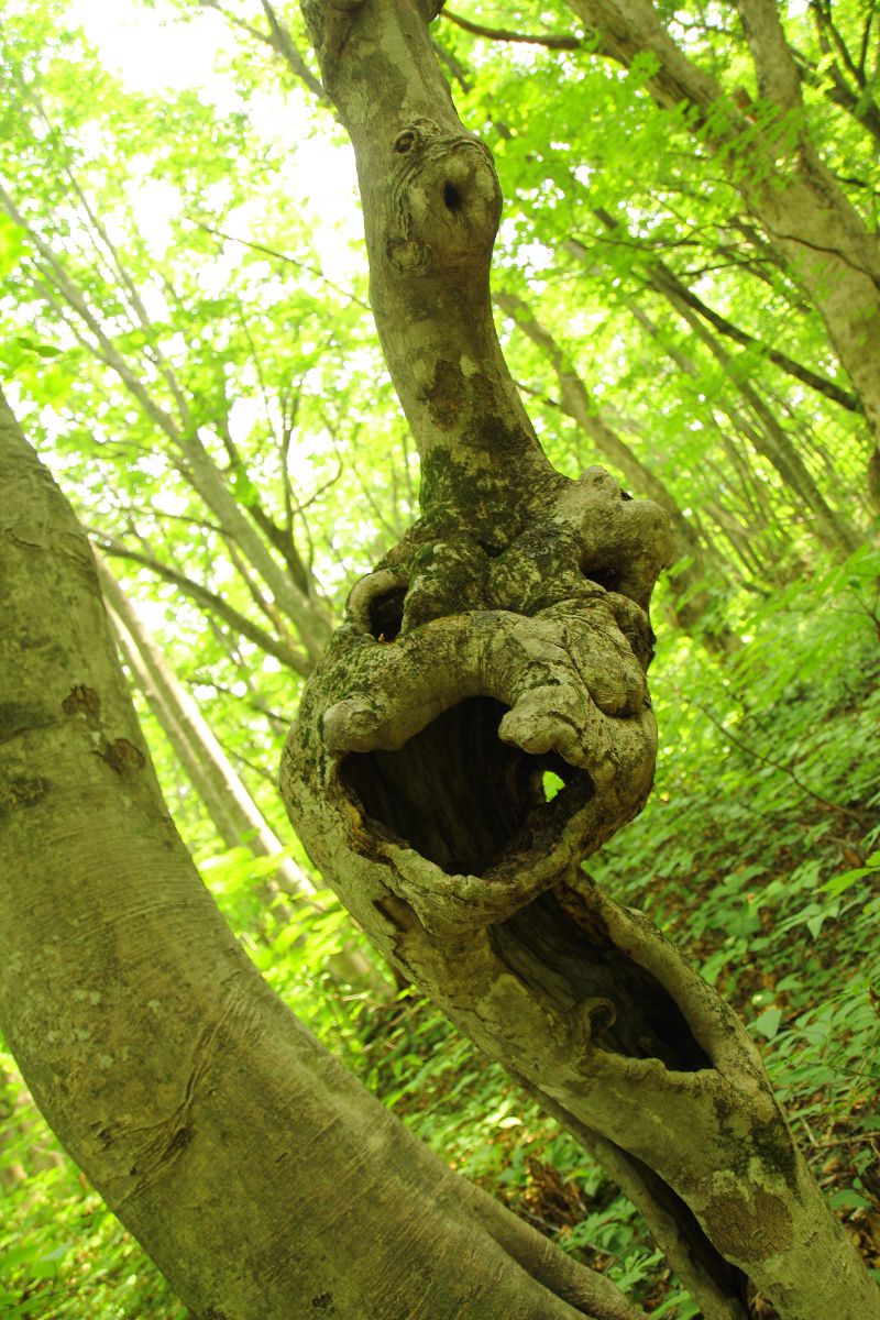 Shout At The Devil | GANREF