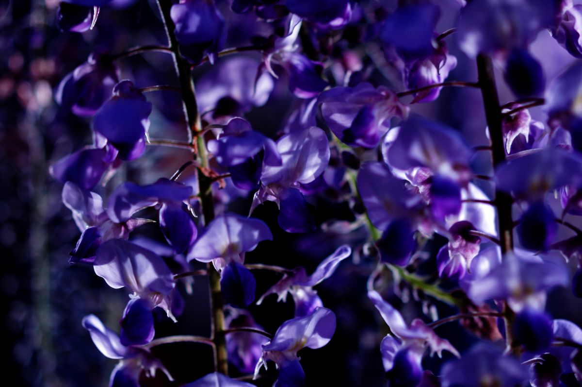 //Violet cocktail// | GANREF