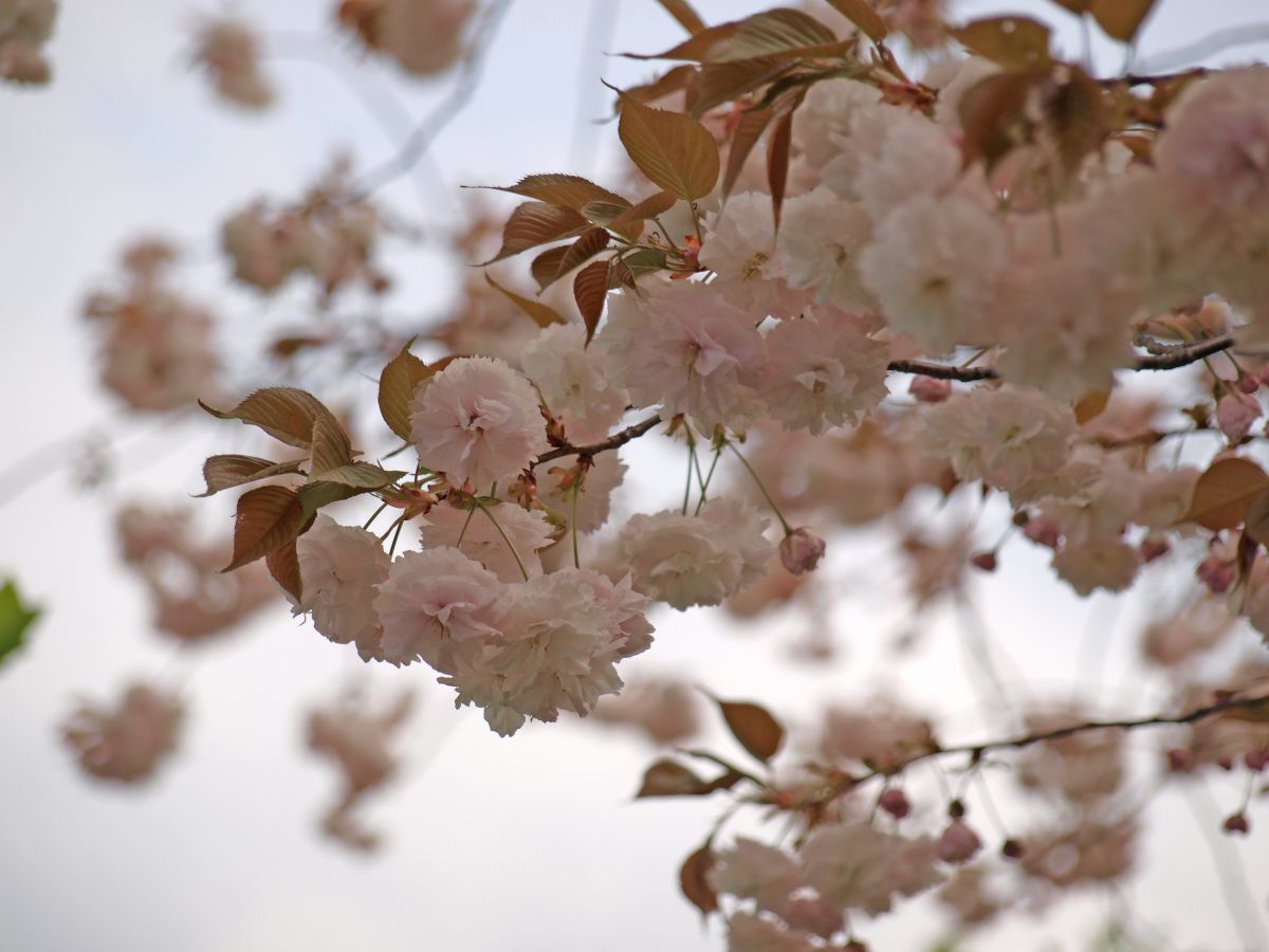 button（ボタン） | GANREF