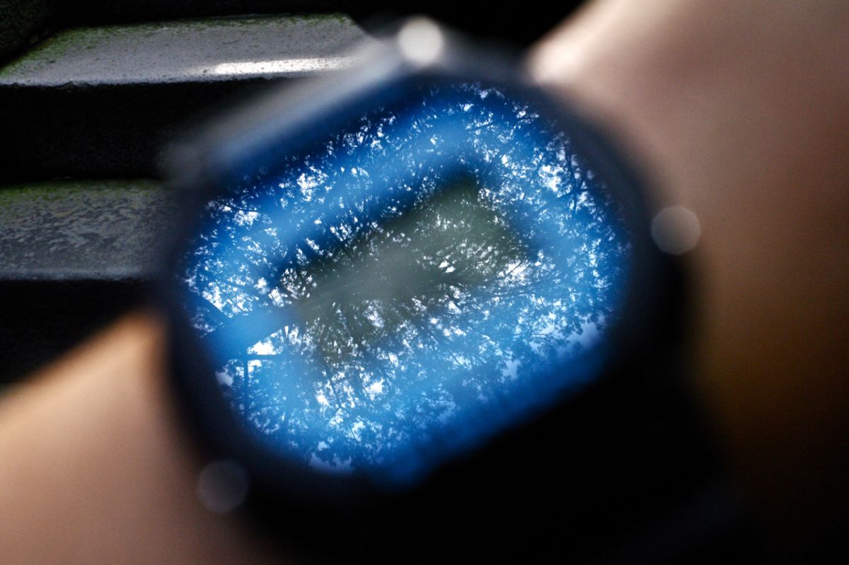 trees in my watch | GANREF