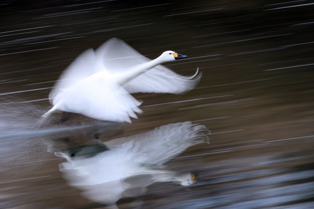 Take off swan | GANREF