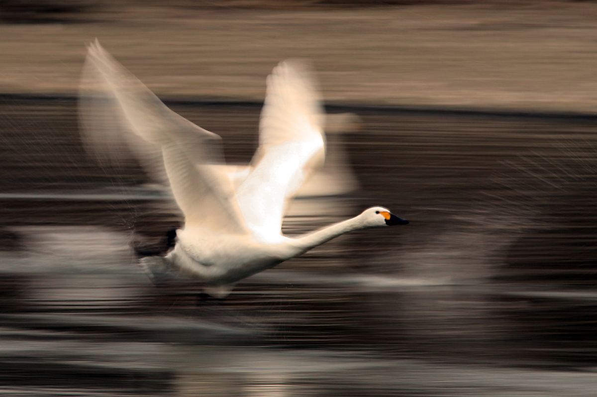 take off swan | GANREF