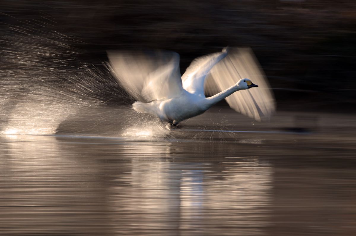 splash dash! | GANREF