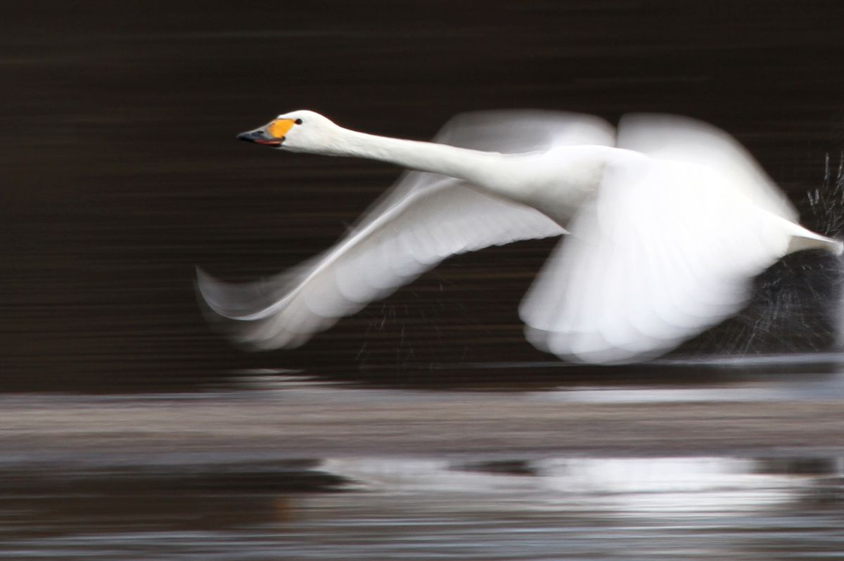 take off swan | GANREF