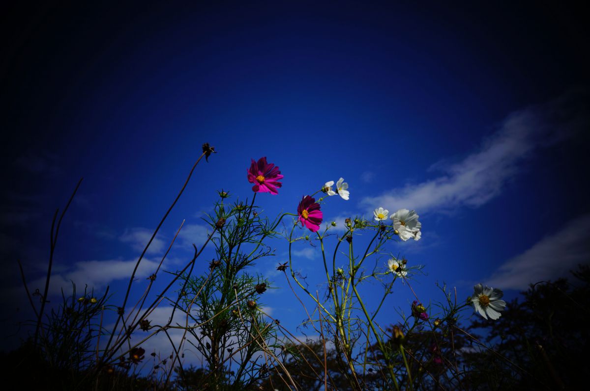 風の強い日 | GANREF