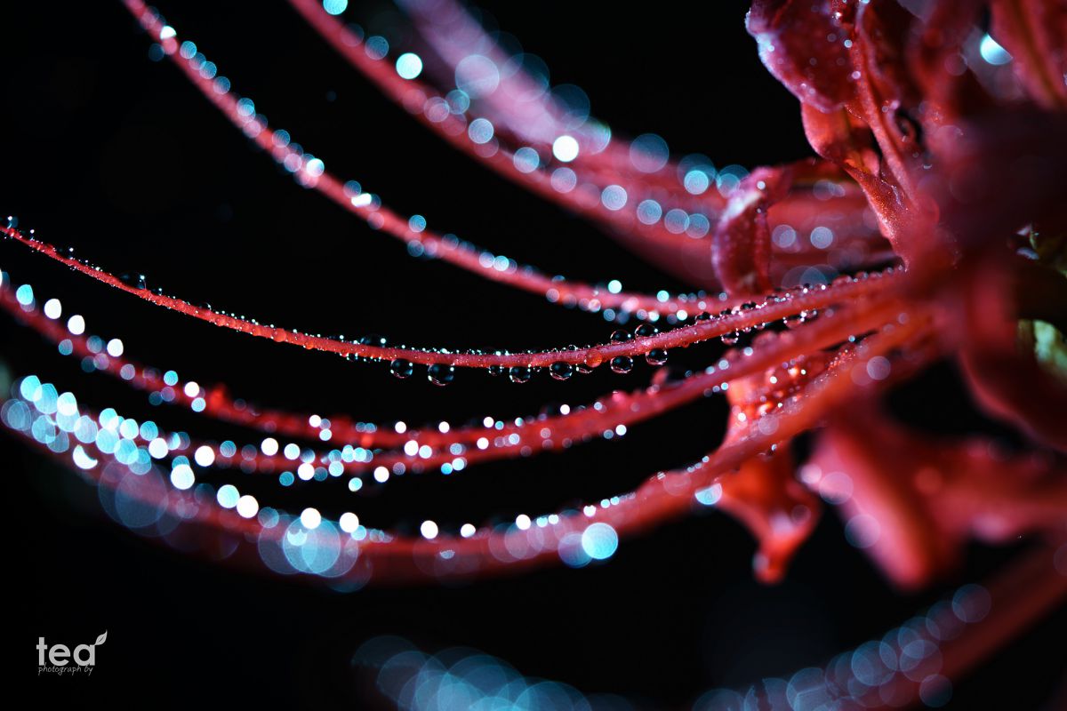 Octopus tail | GANREF