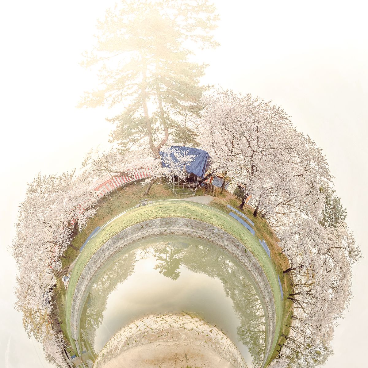 Ring of SAKURA | GANREF