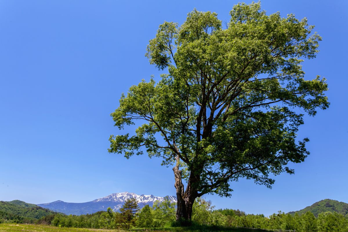 Symbol～♪ | GANREF