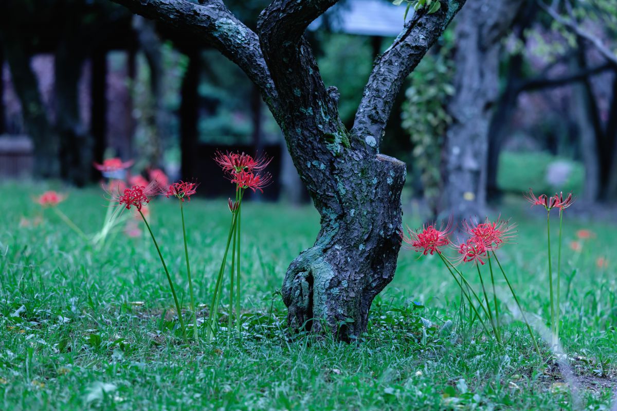 記念写真 | GANREF