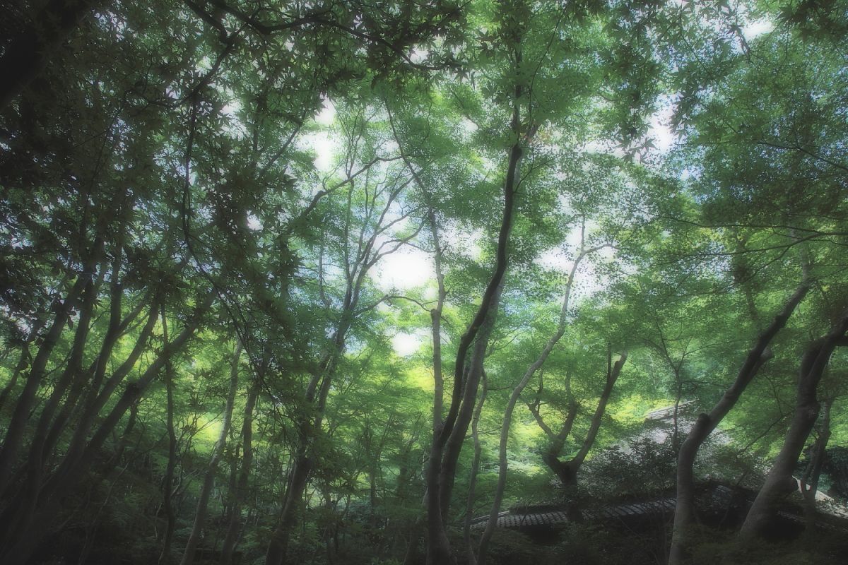 Green Season | GANREF