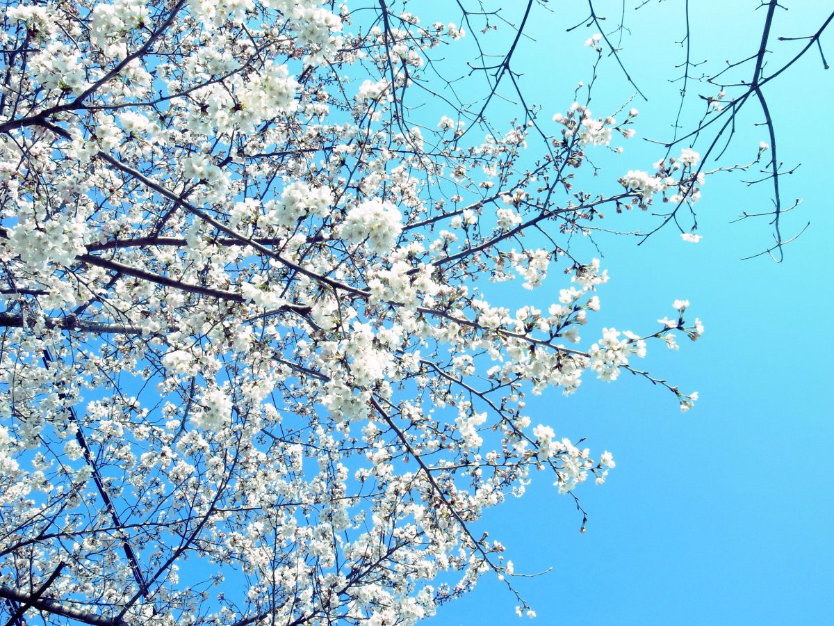 さくらのおもいで by GRD | GANREF