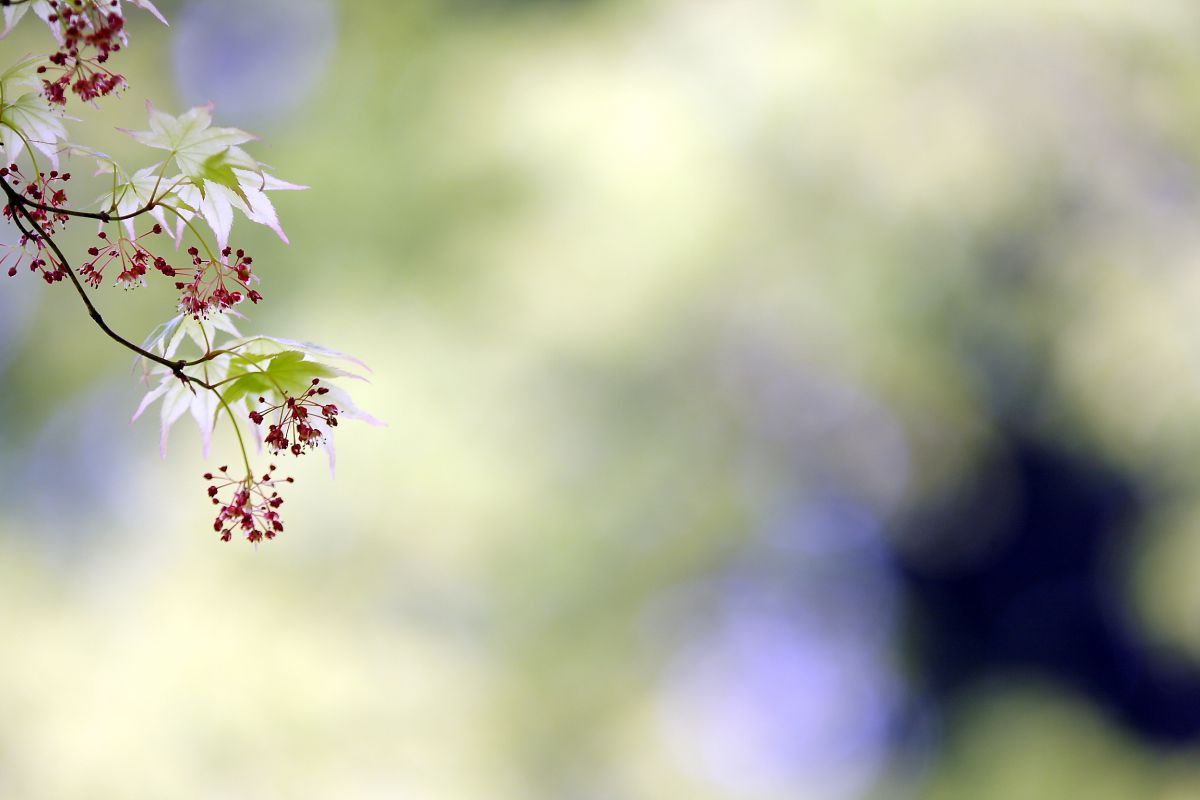 First of May | GANREF