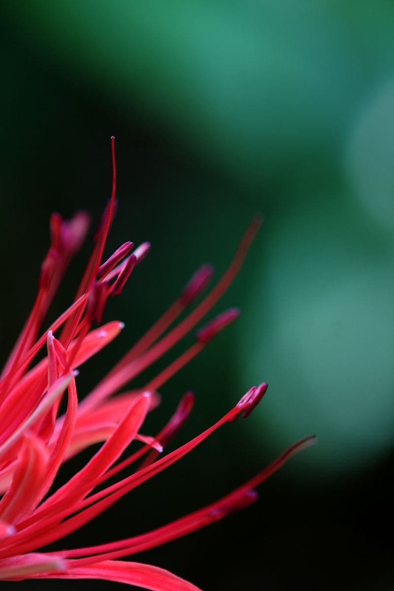 紅に魅せられて... | GANREF