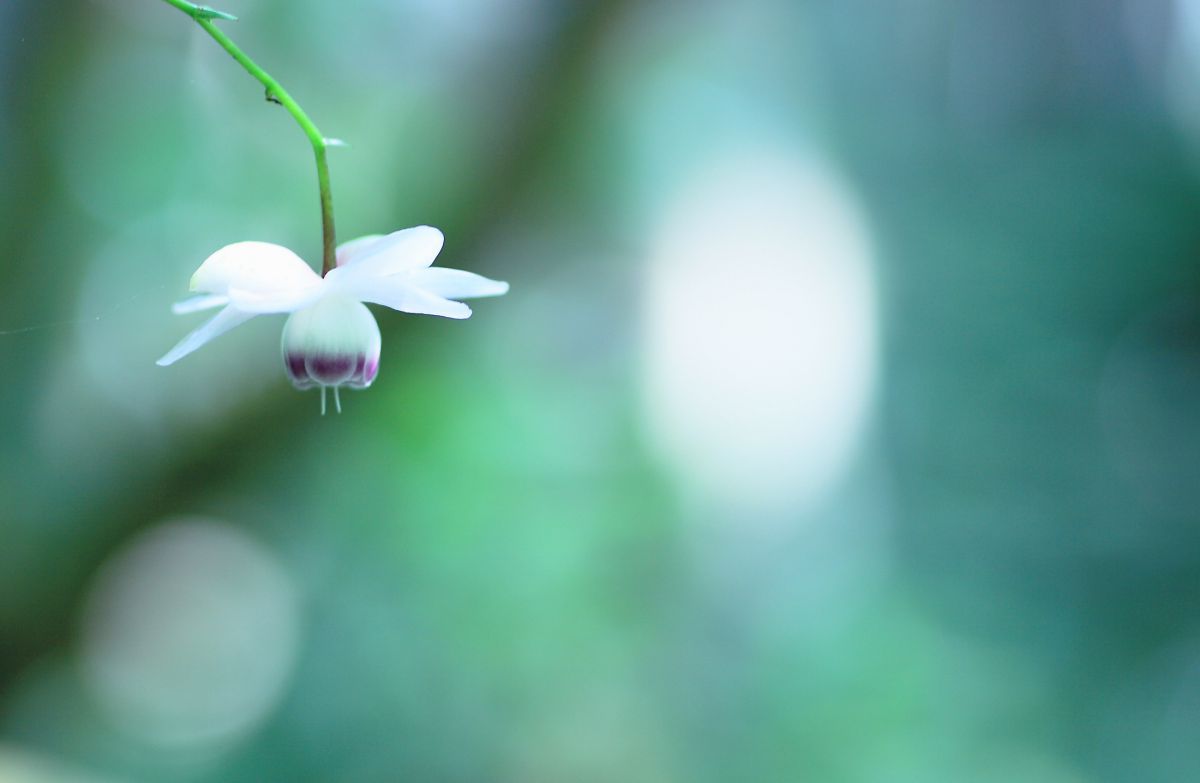 可憐な天使 | GANREF