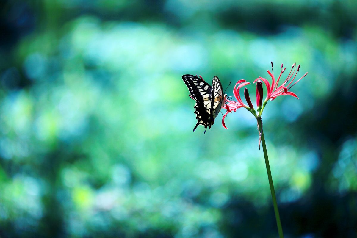 赤い誘惑 | GANREF