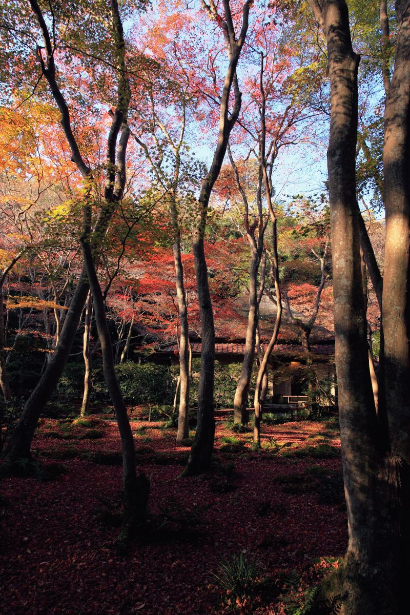 最後の煌きを... | GANREF