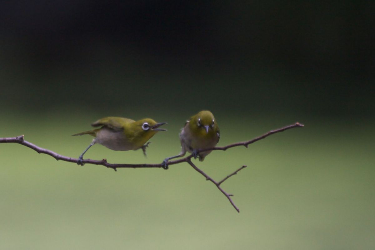 あのなぁ～ | GANREF