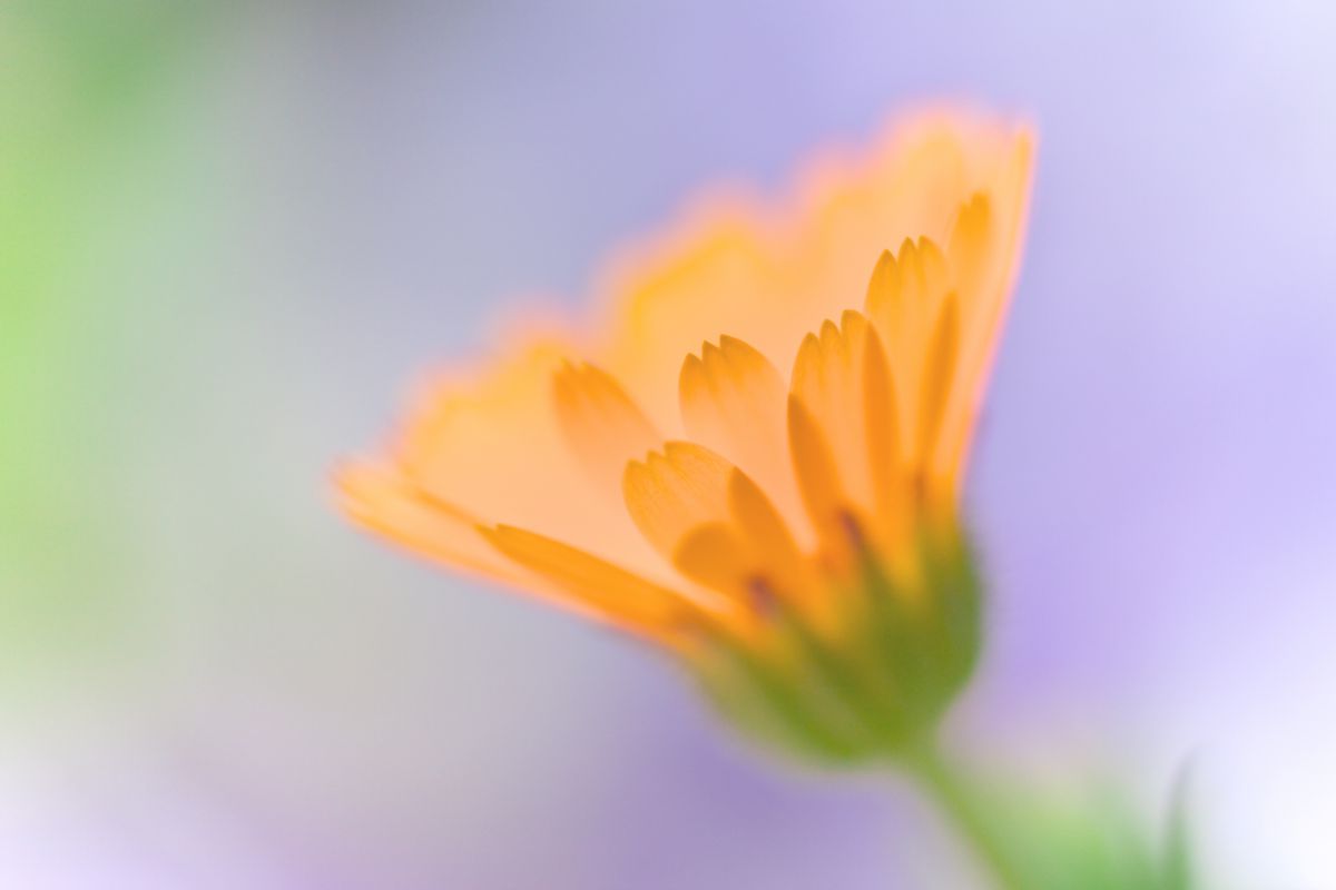 Color of spring | GANREF