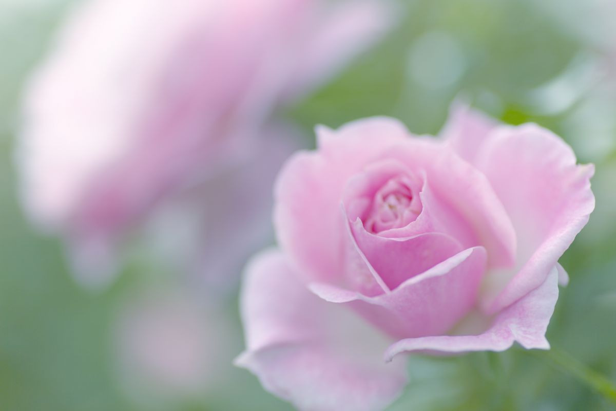 Sweet Pink Rose | GANREF