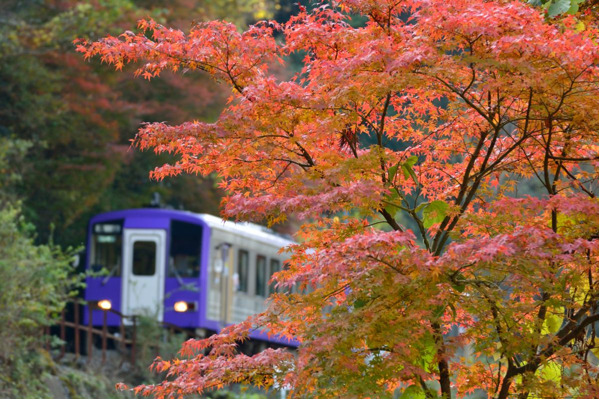 モミジの紅葉とキハ120 | GANREF