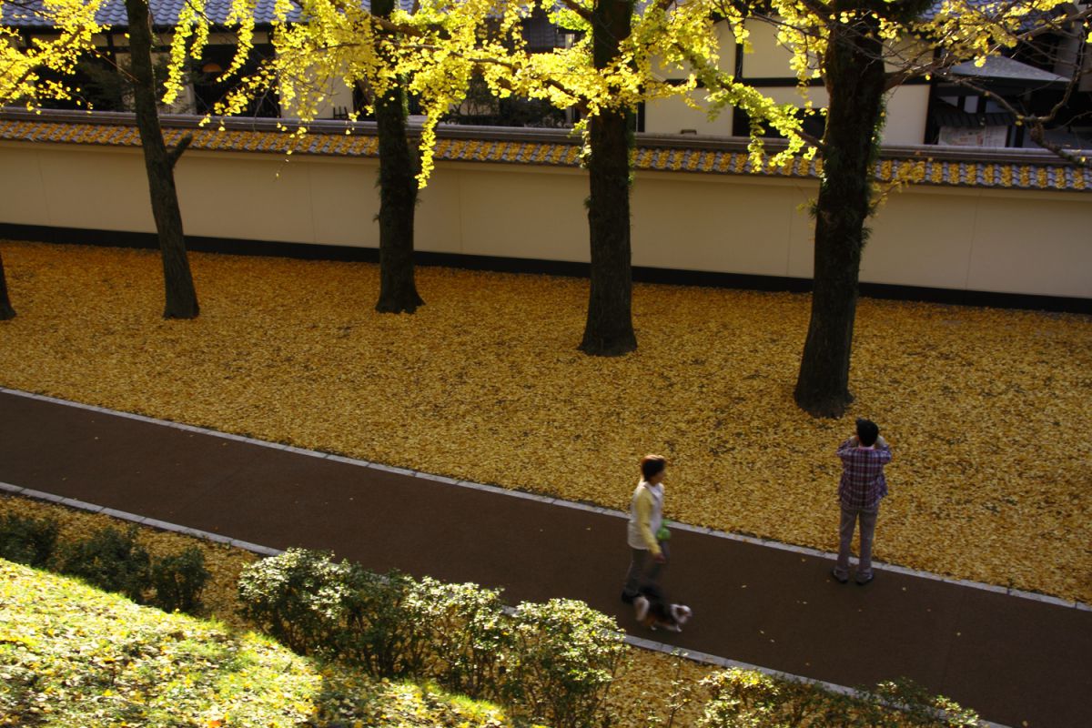 それぞれの秋2011 | GANREF