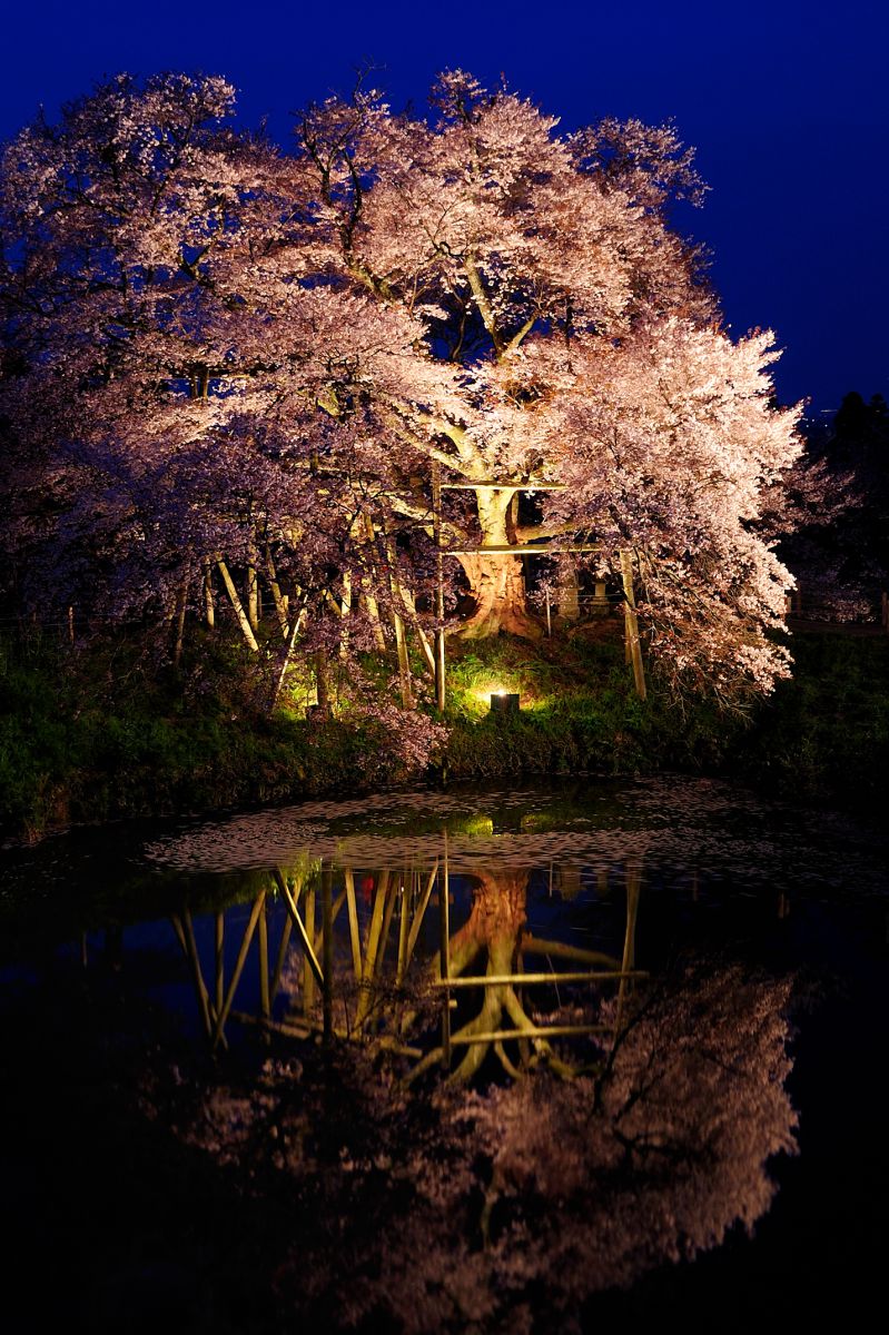 浅井の一本桜 2010 | GANREF