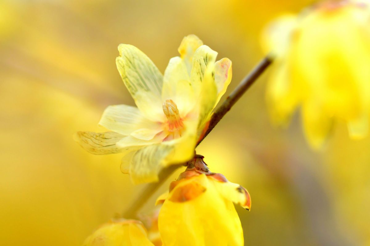 Spring ephemeral 蝋梅 | GANREF