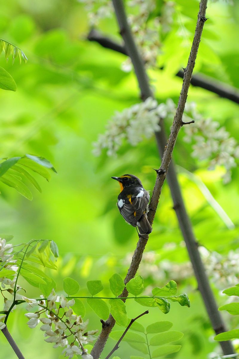 新緑の中で | GANREF