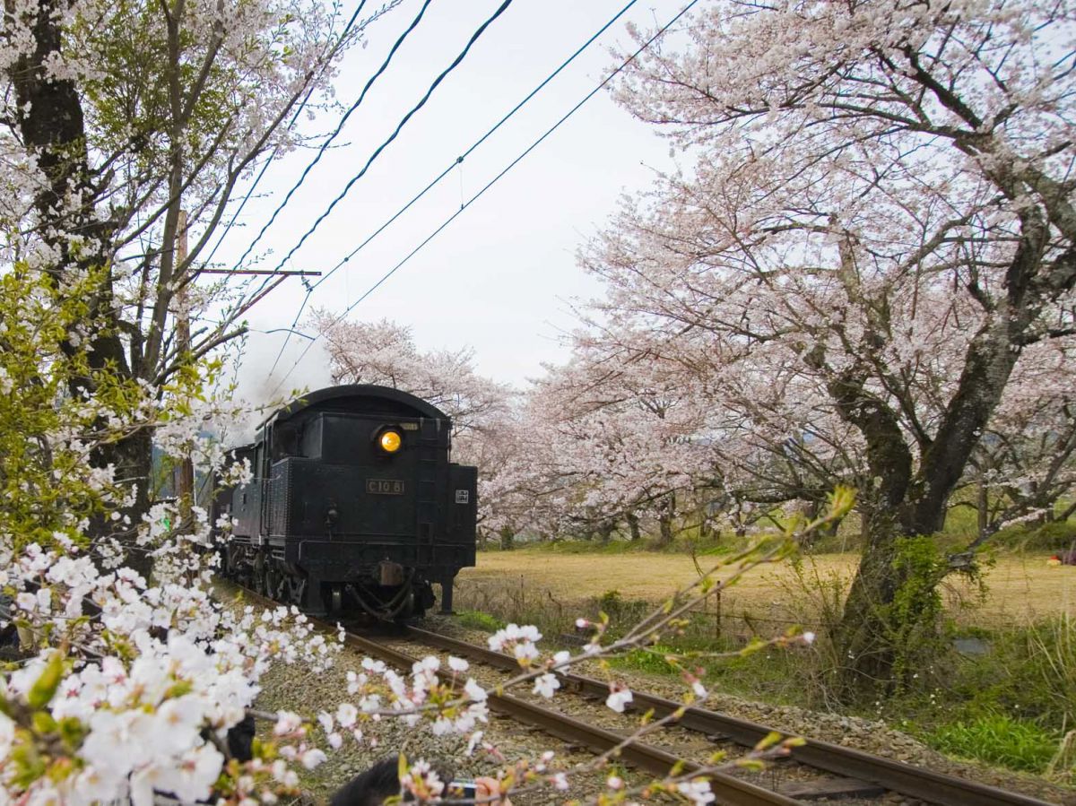 花見列車 | GANREF