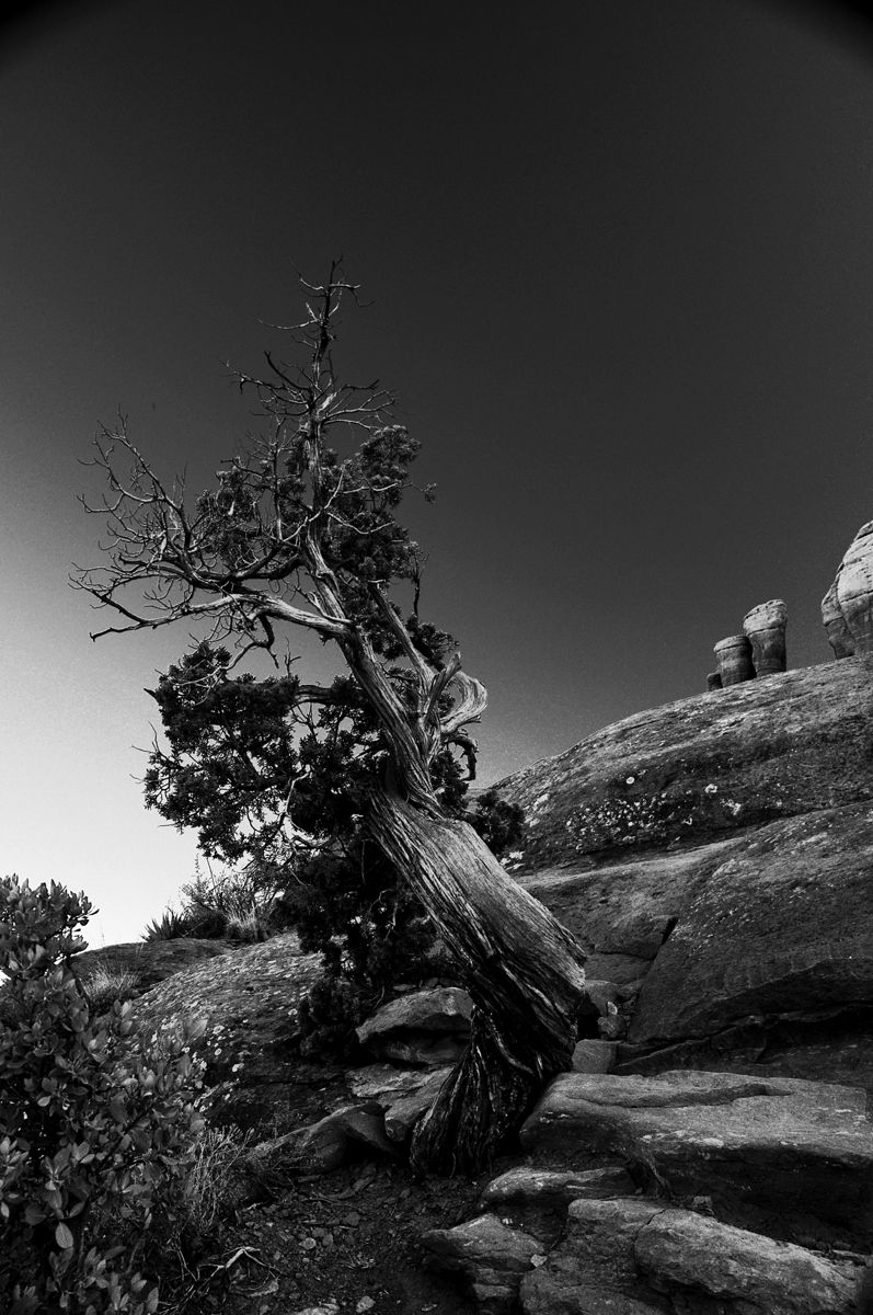 20100518 Tree under power | GANREF