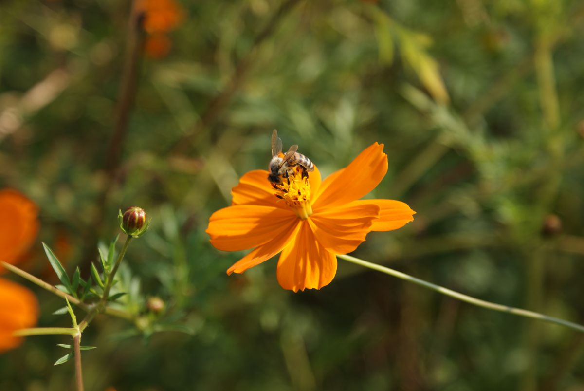 Flower & Bee | GANREF