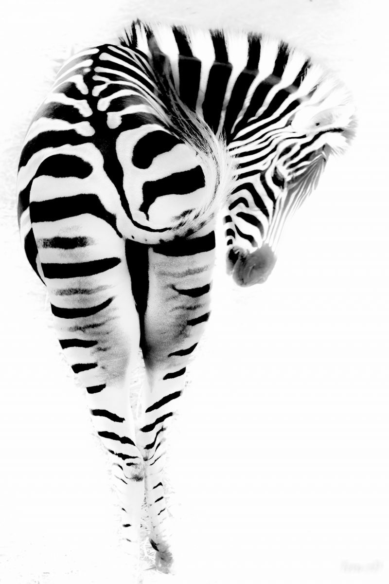 Zebra Lady | GANREF